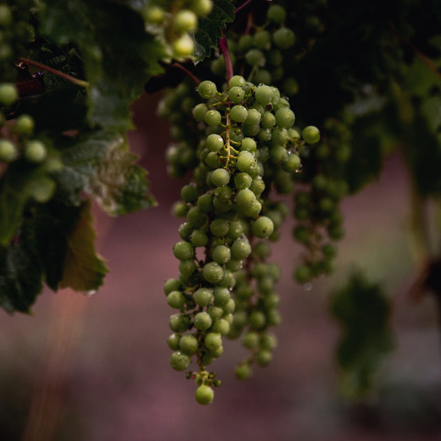 Bodega Wines – Bodegawine